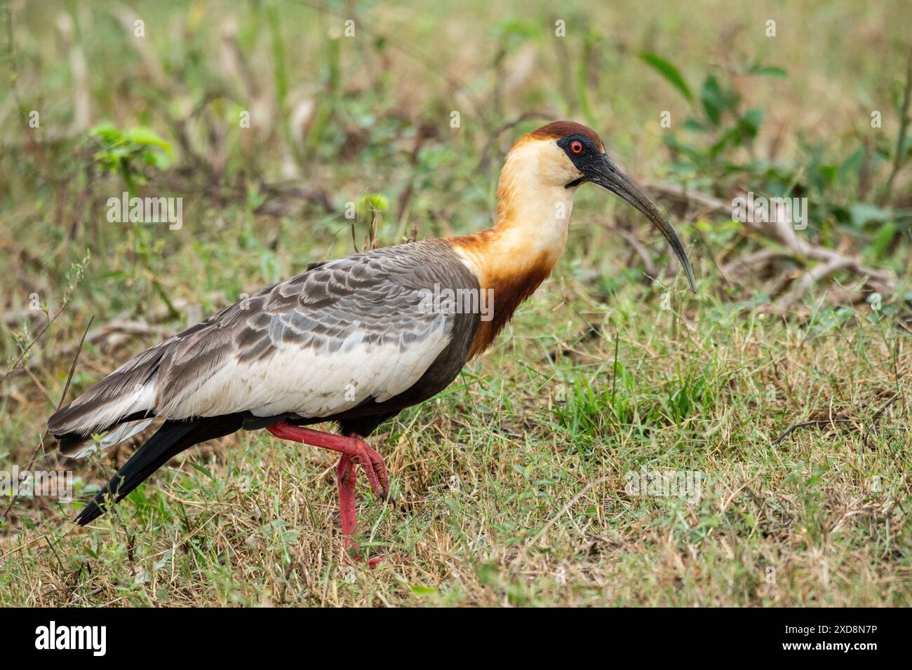 Buff-necked Ibis in the Southern Pantanal of Mato Grosso do Sul Stock ...