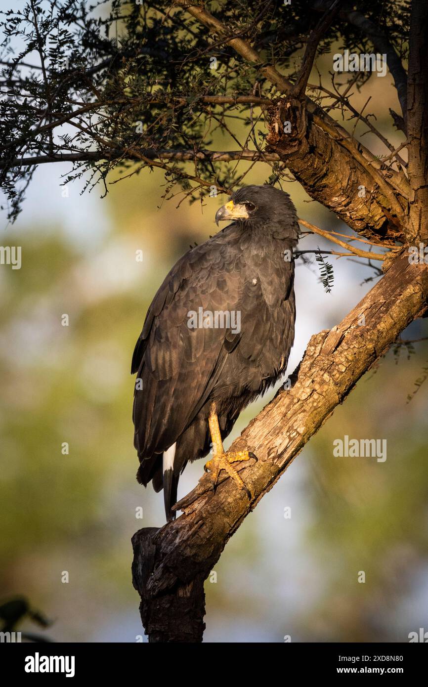 Great Black Hawk on tree branch in the Southern Pantanal Stock Photo ...