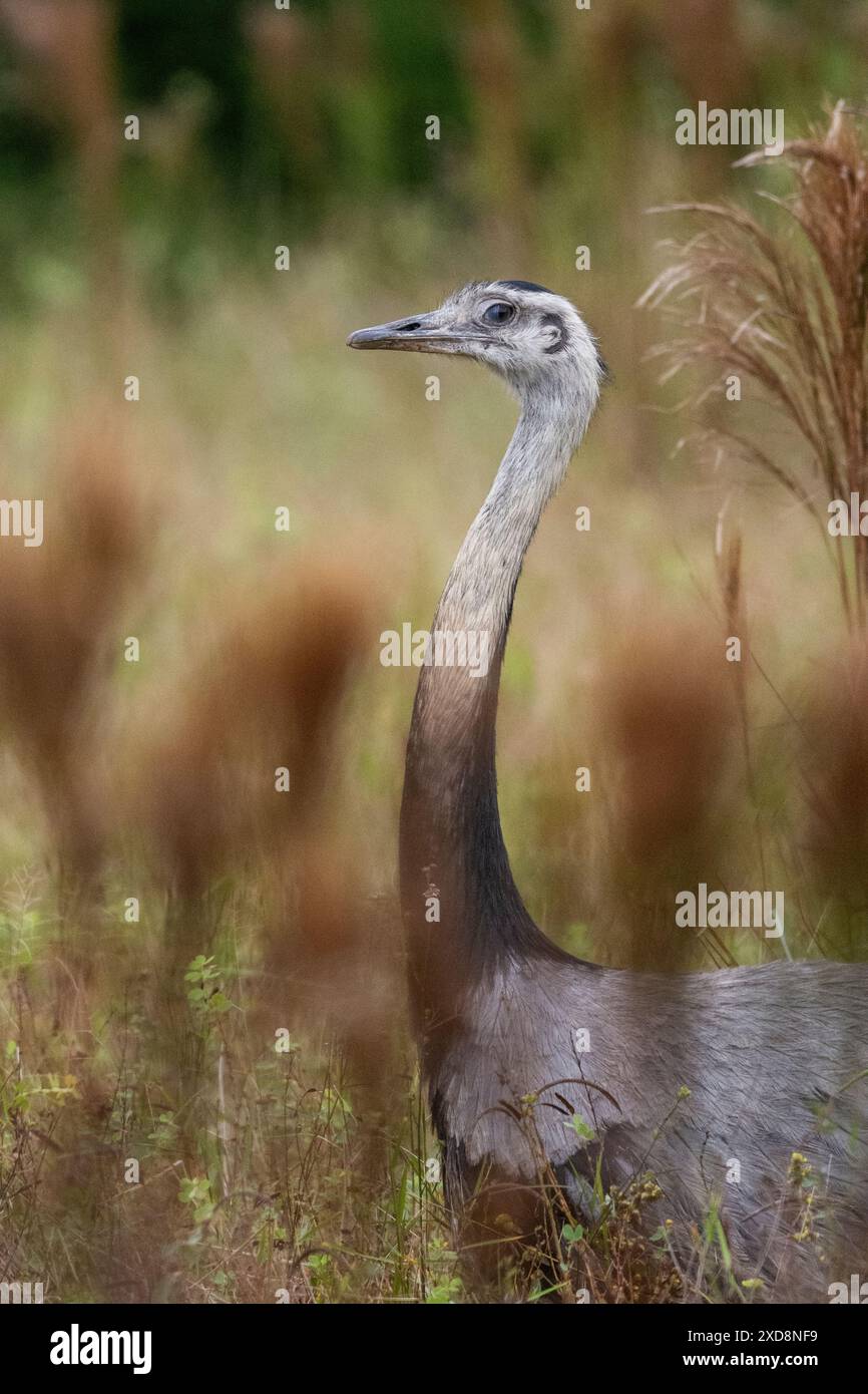 Big beautiful Rhea bird in the Southern Pantanal of Mato Grosso do Sul ...