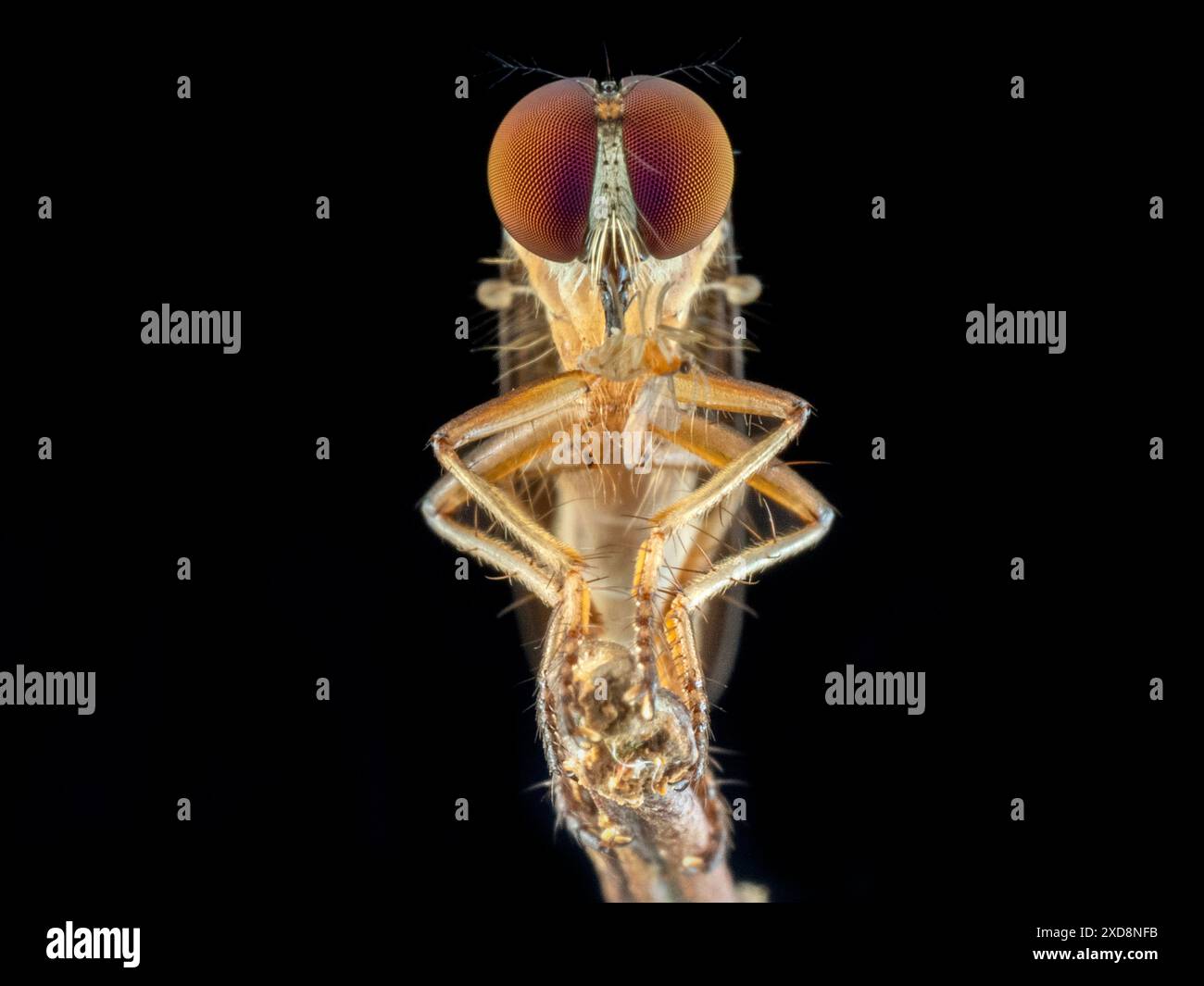 frontal mini robber fly with prey Stock Photo - Alamy