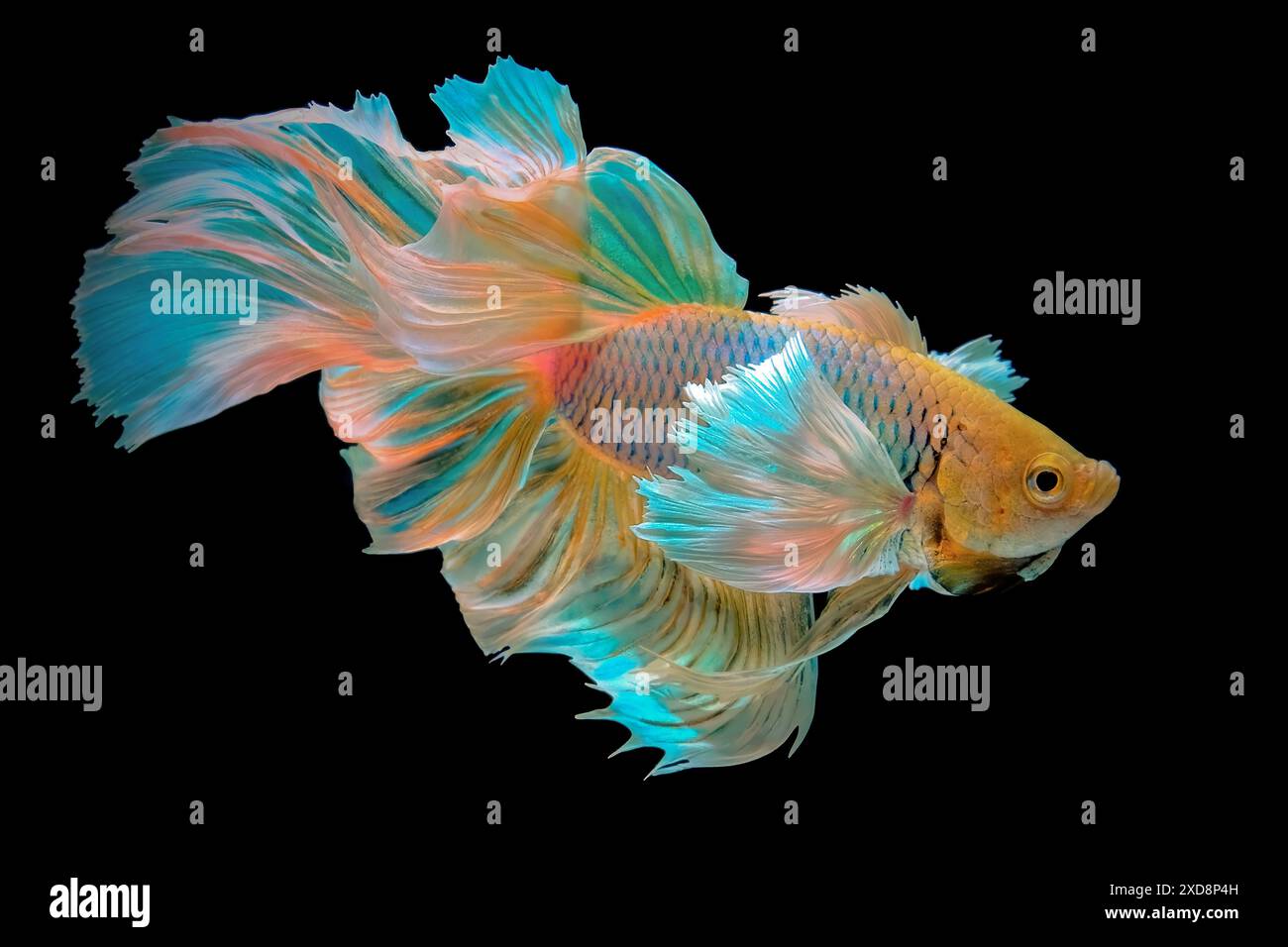 golden betta fish halfmoon dumbo ear Stock Photo - Alamy
