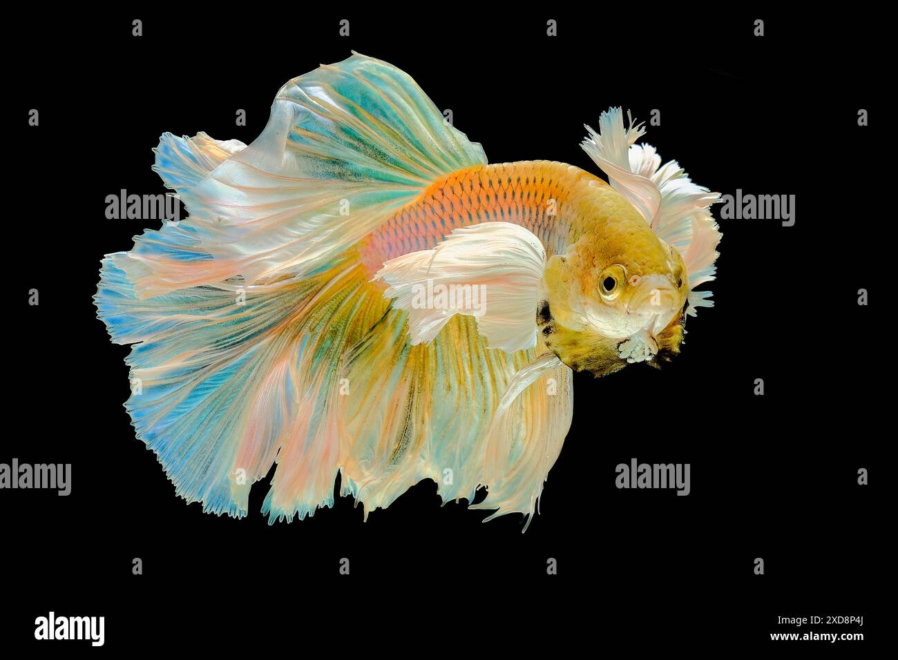 golden betta fish halfmoon dumbo ear Stock Photo - Alamy