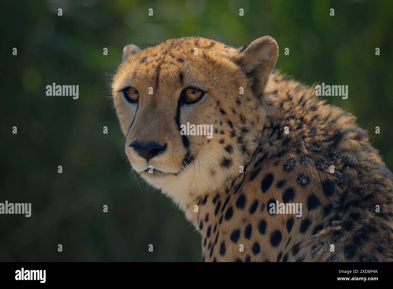 Close-up of a beautiful Cheetah Stock Photo - Alamy