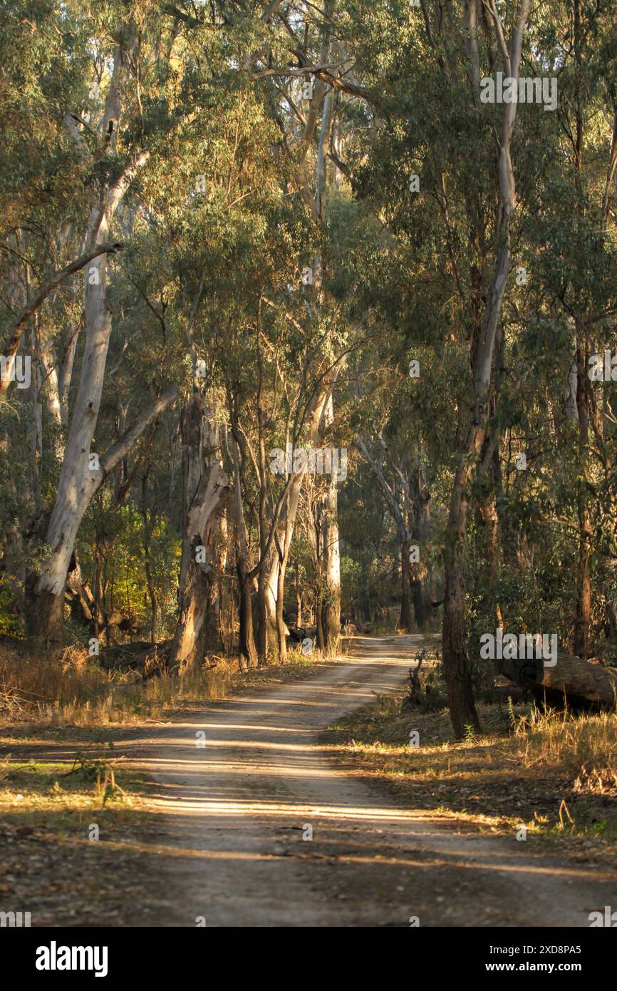 Road dappled light tree hi-res stock photography and images - Alamy
