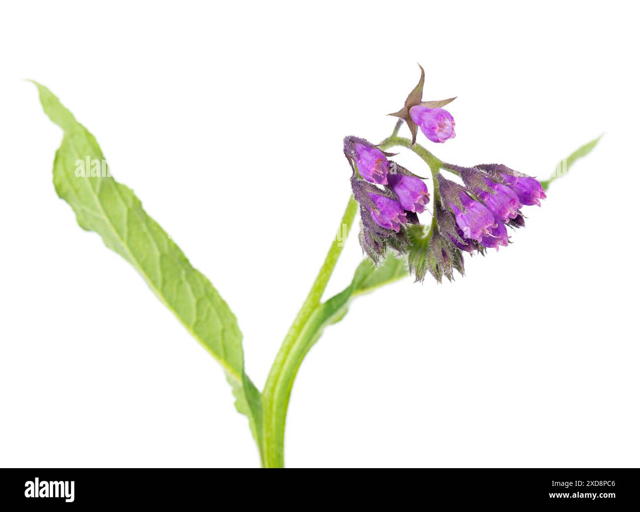 Comfrey flowers isolated on white background. Symphytum officinale ...