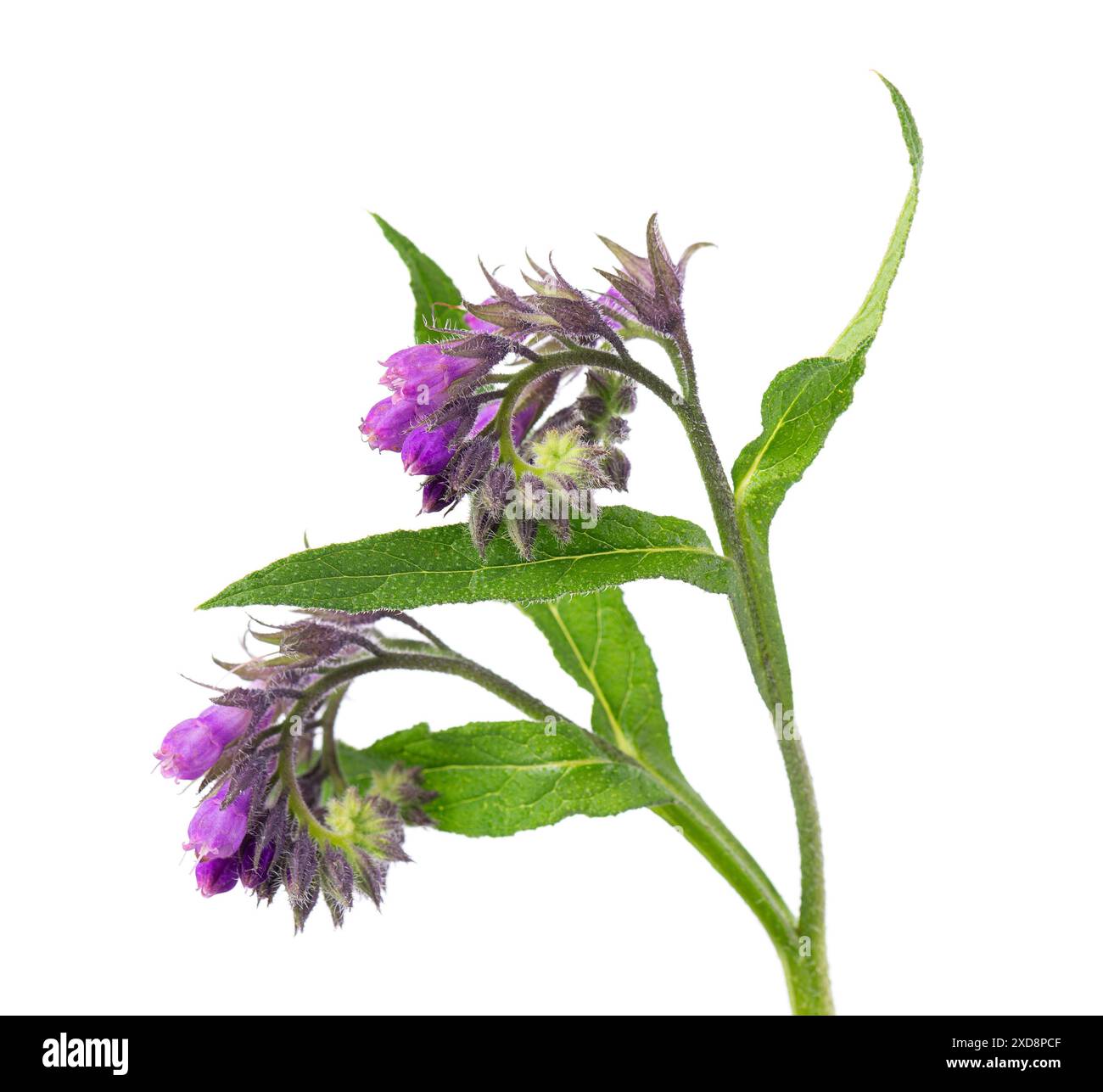 Comfrey flowers isolated on white background. Symphytum officinale ...