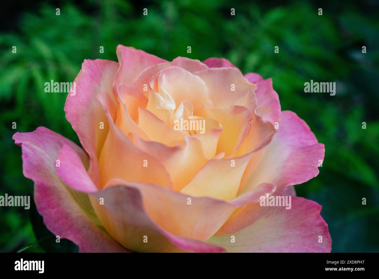 Orange and pink gradient hi-res stock photography and images - Alamy