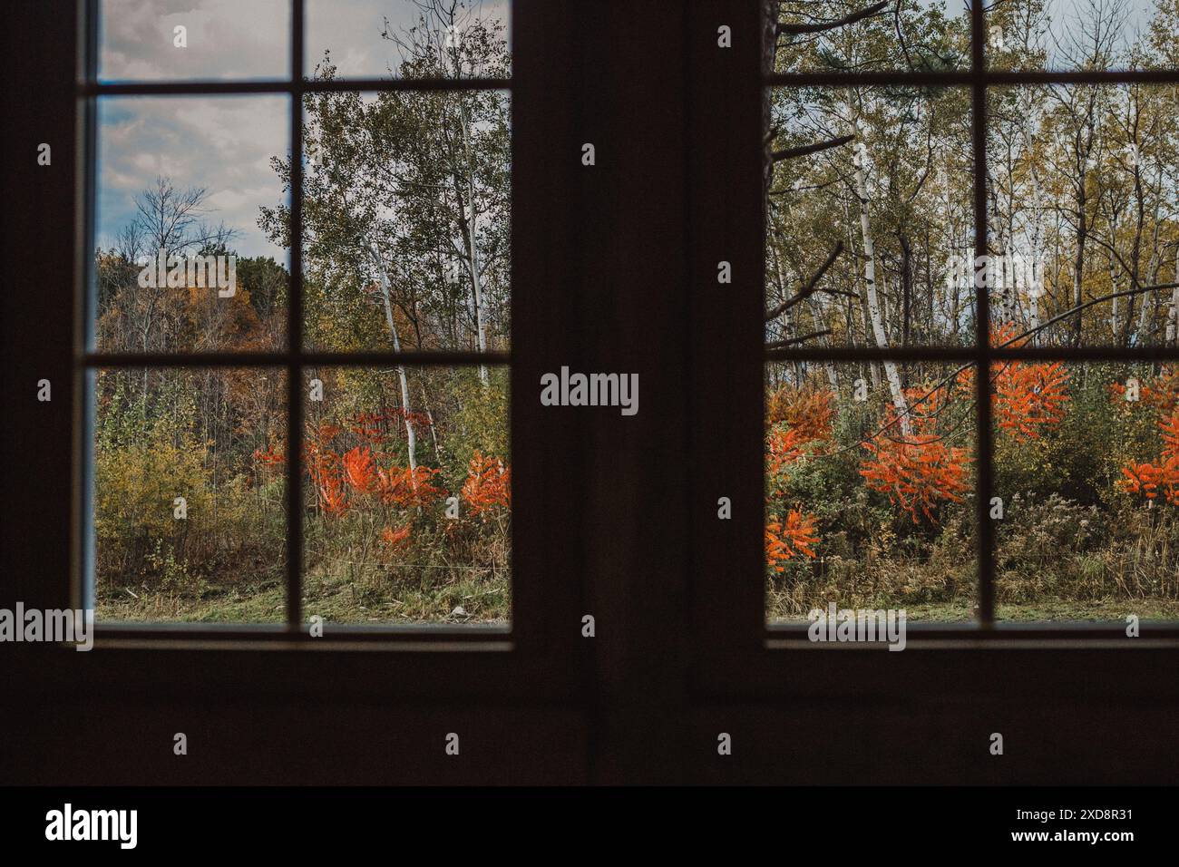 bright orange autum foliage through cabin window Stock Photo - Alamy