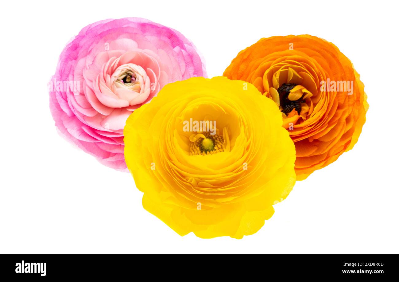Ranunculus flower isolated on white background Stock Photo - Alamy