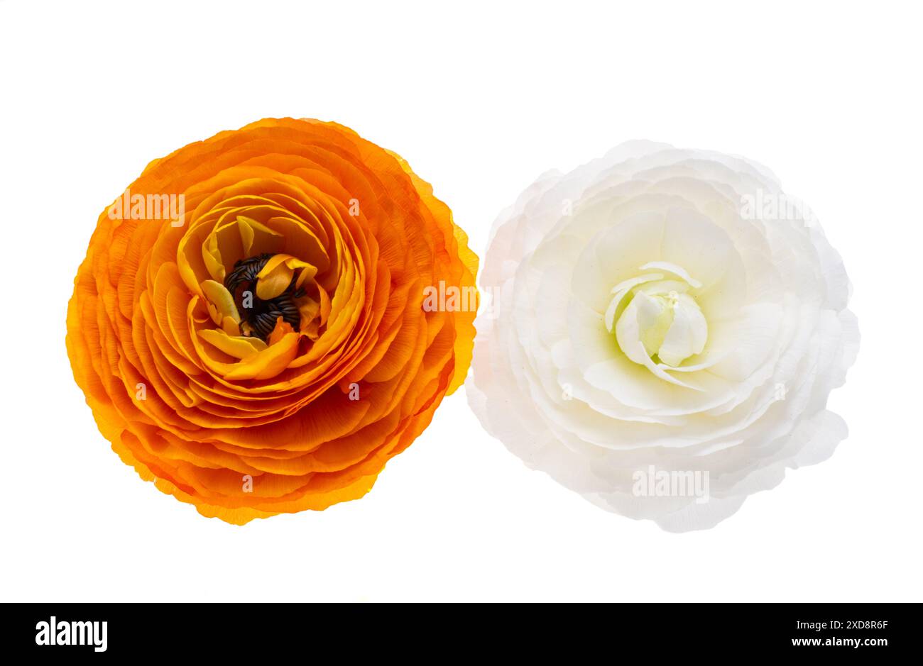 Ranunculus flower isolated on white background Stock Photo - Alamy