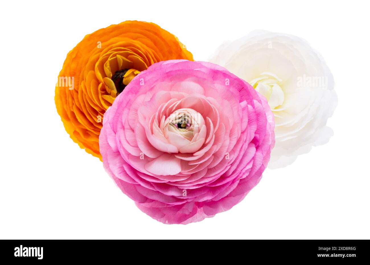 Ranunculus flower isolated on white background Stock Photo - Alamy