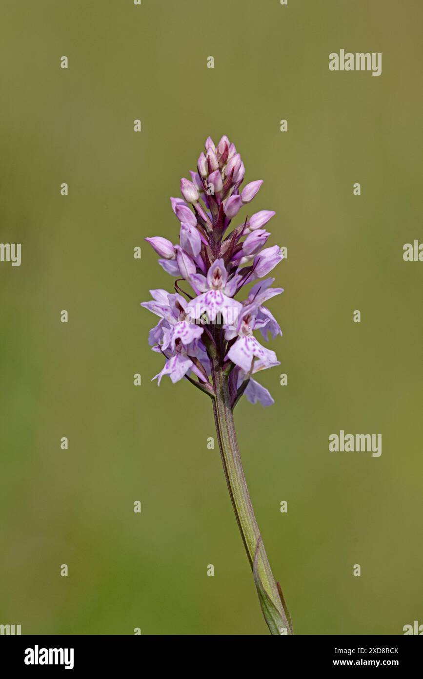 Common Spotted Orchid at Rough Banks Nature Reserve in the Cotswolds ...