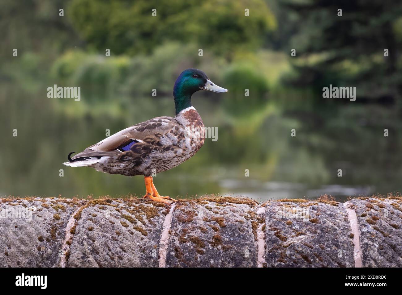 A male mallard standing on a stone wall with the lake in the background ...