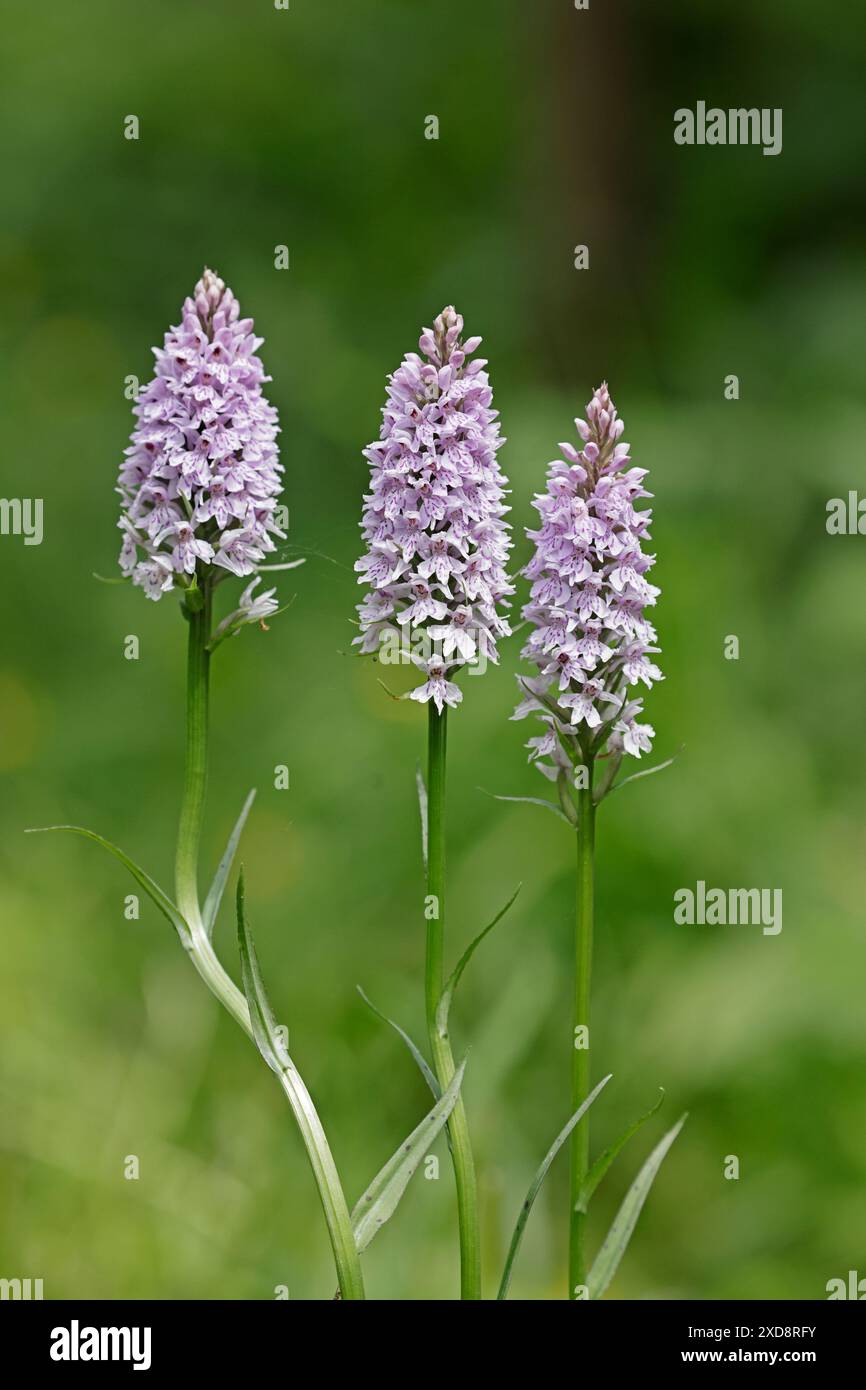 Three Common Spotted Orchid at Rough Banks Nature Reserve in the ...