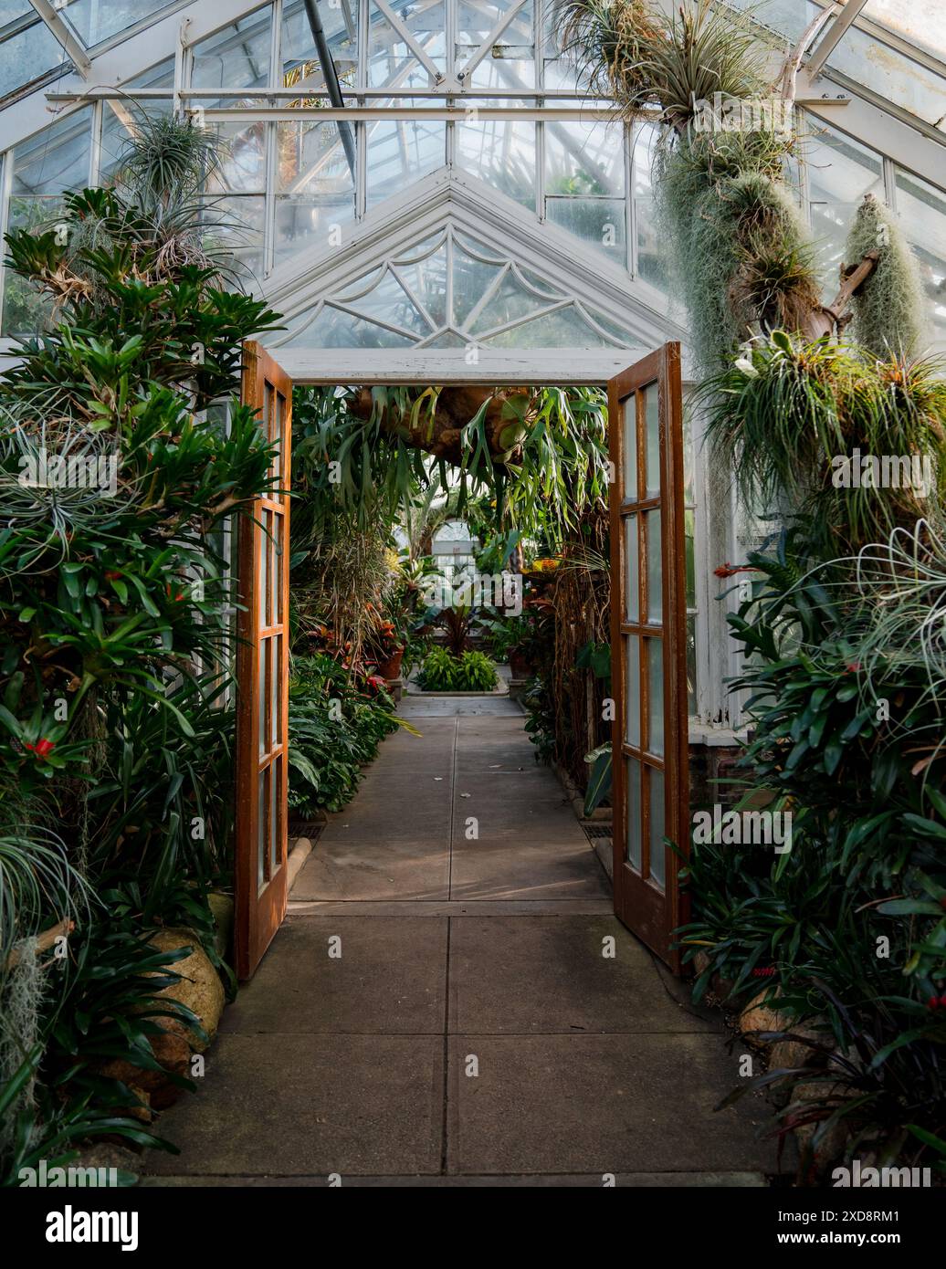 Greenhouse with open wood door and hanging moss Stock Photo - Alamy