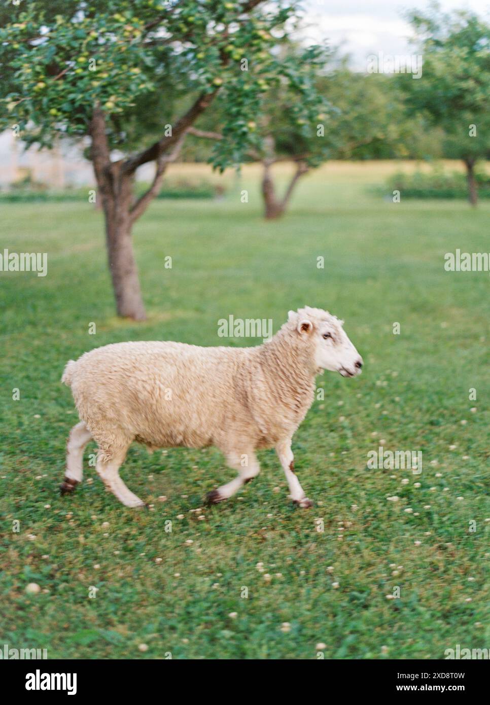A single sheep running through an orchard Stock Photo - Alamy