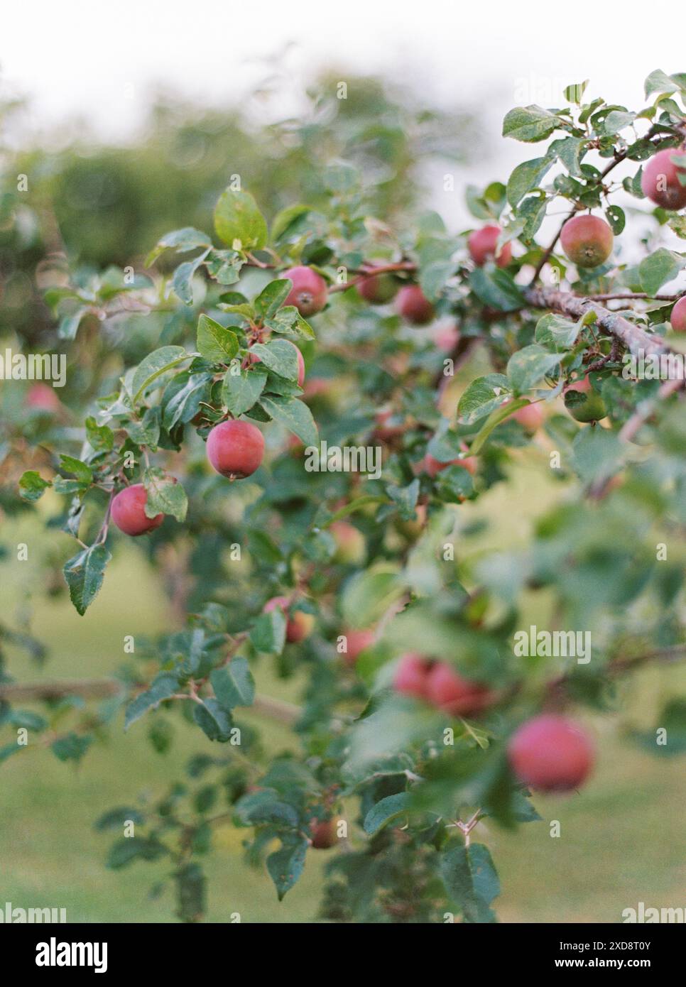 Vertical close up image of an apple tree in an orchard Stock Photo - Alamy