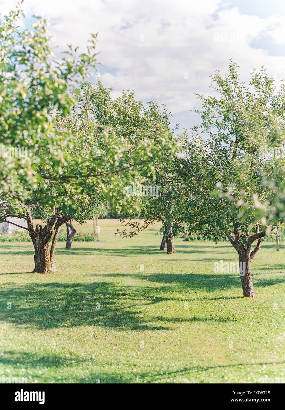 Vertical image of a fruit tree orchard Stock Photo - Alamy