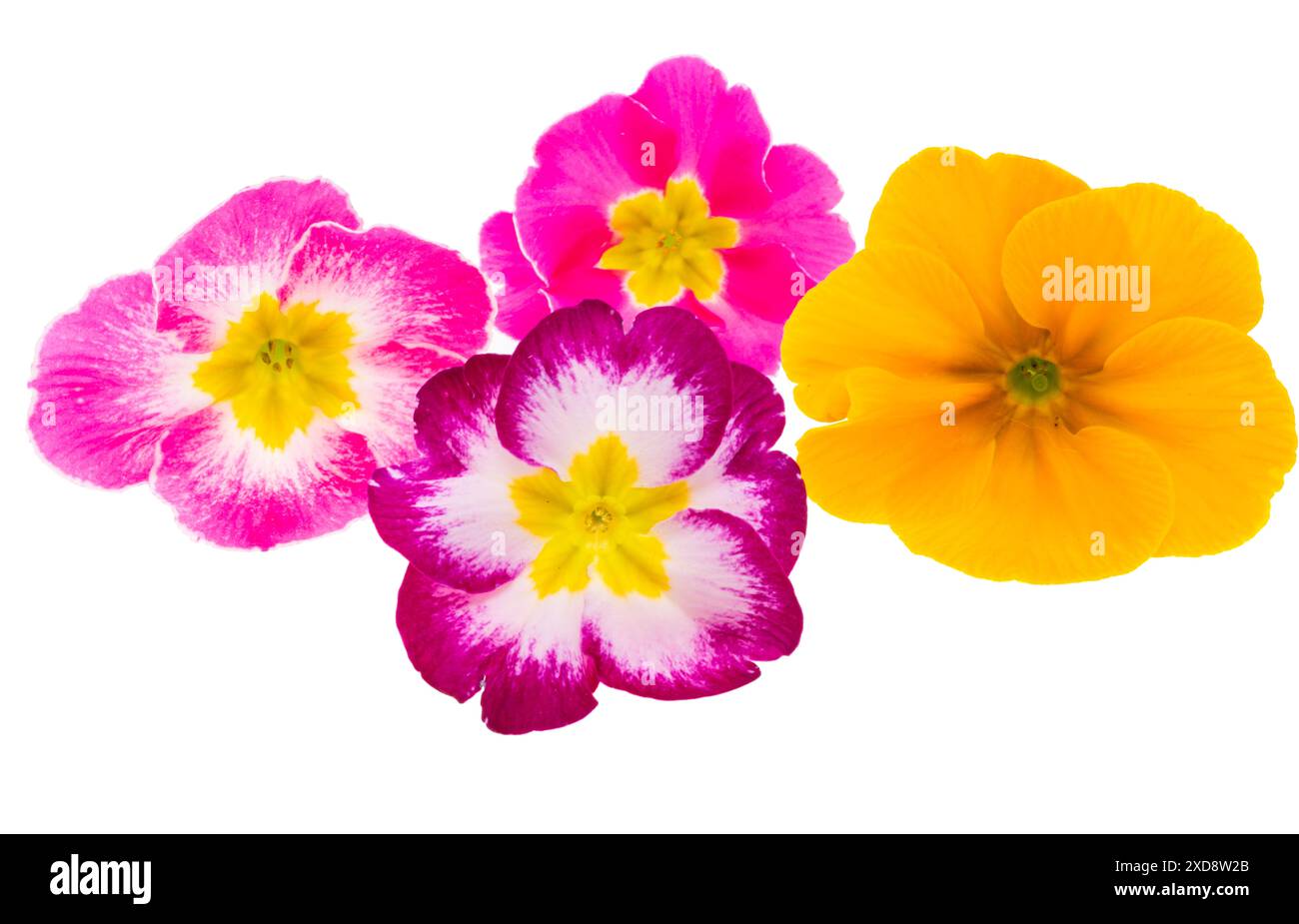 primrose flowers isolated on white background Stock Photo - Alamy