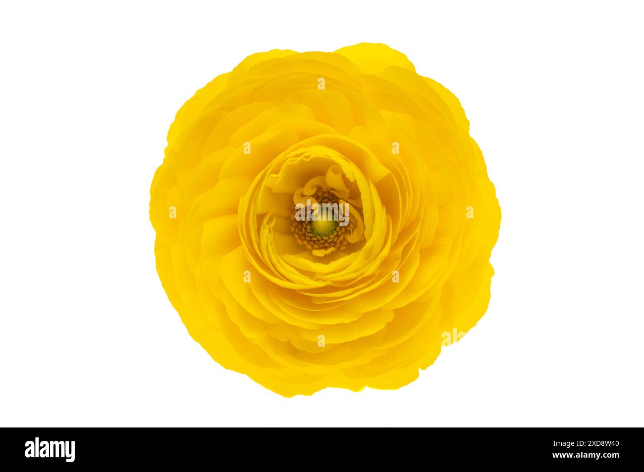 Single red ranunculus flower Cut Out Stock Images & Pictures - Alamy