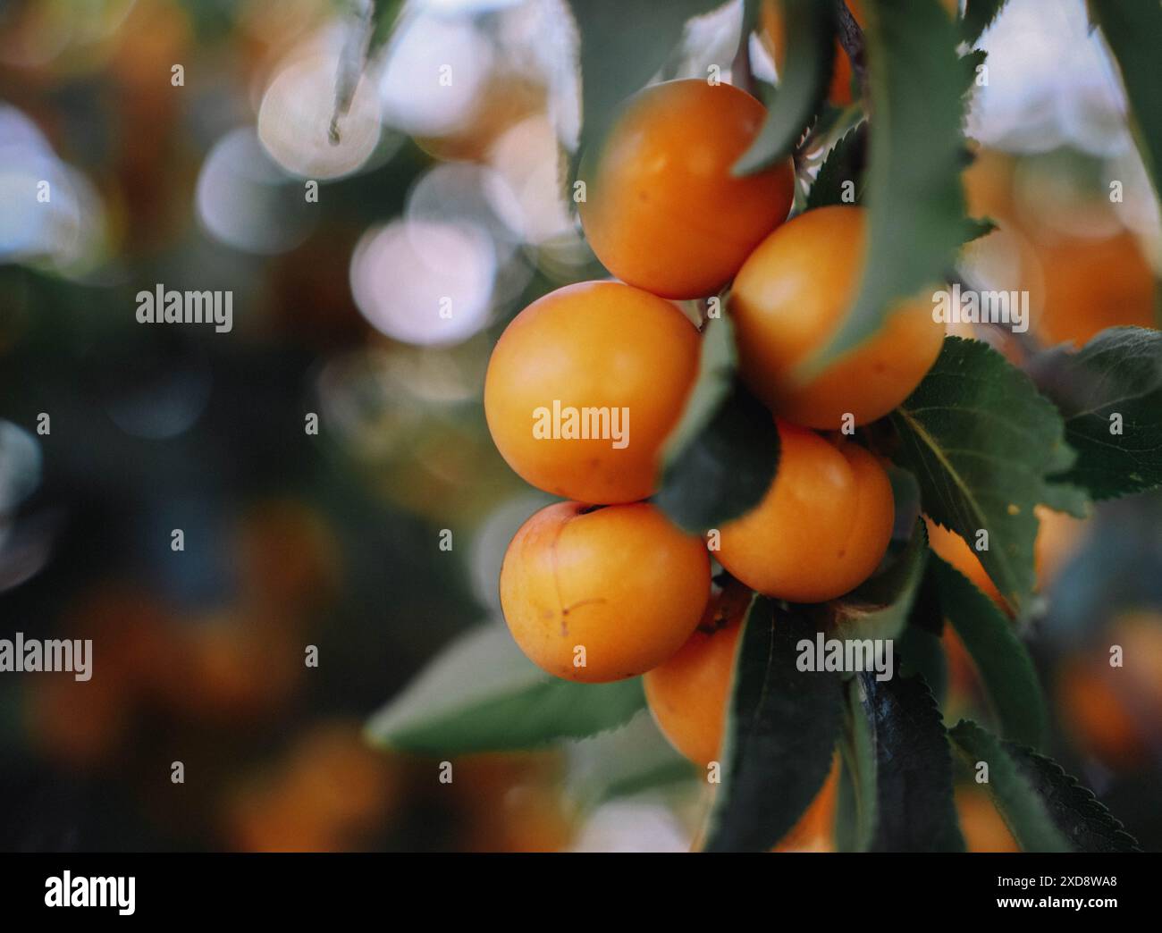 Summer harvest of fruit garden Stock Photo - Alamy