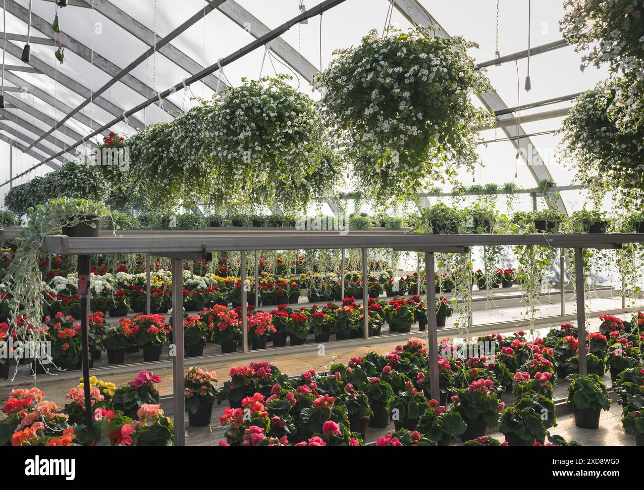 Large industrial flower greenhouse in pots. Flower seedling business ...
