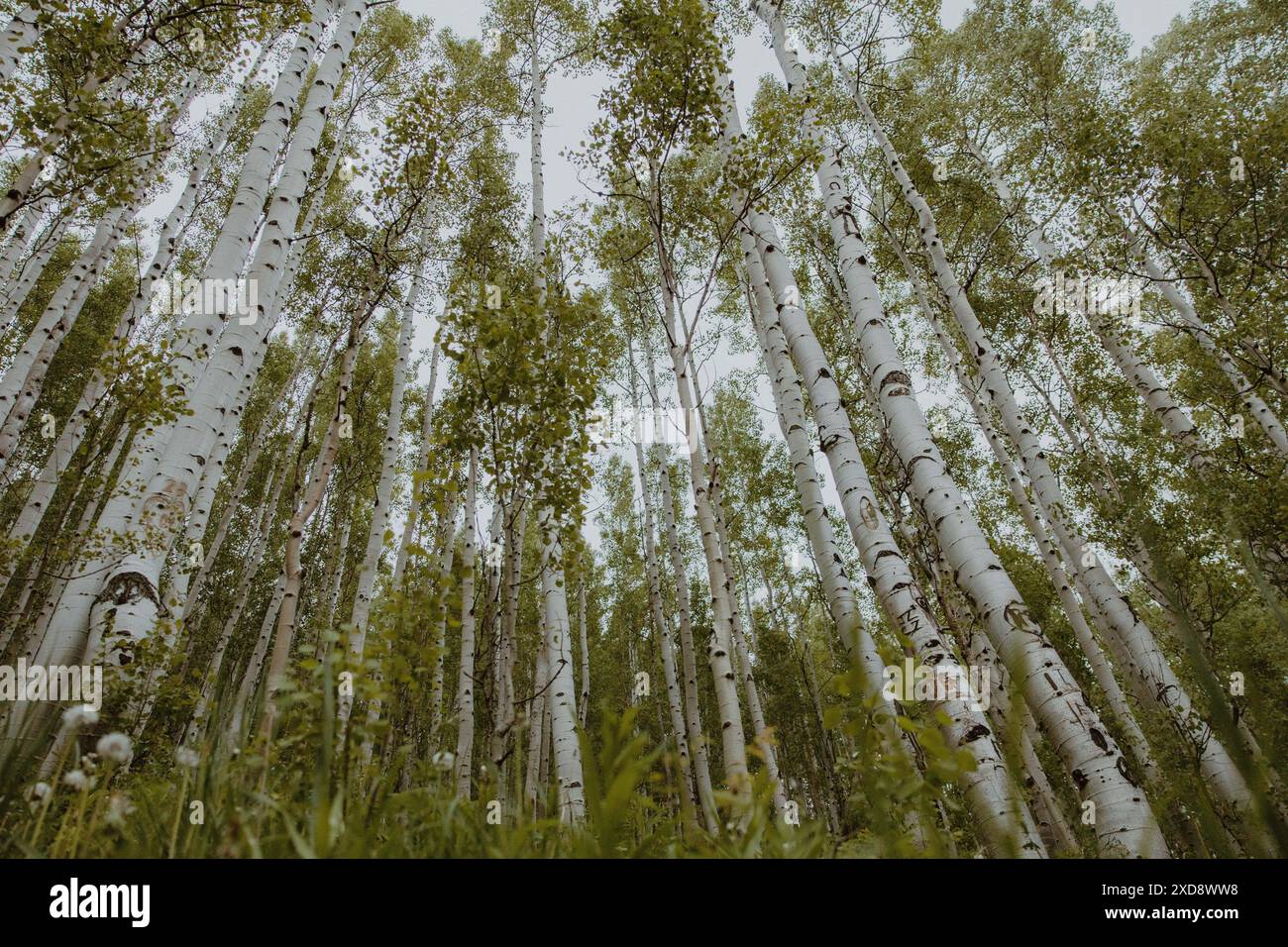 Tall Forest of Aspen Trees at Maroon Bells in Aspen Stock Photo - Alamy