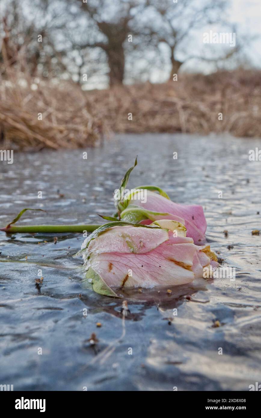 2 pale pink white roses frozen on the surface of a pond, trapped in ice ...