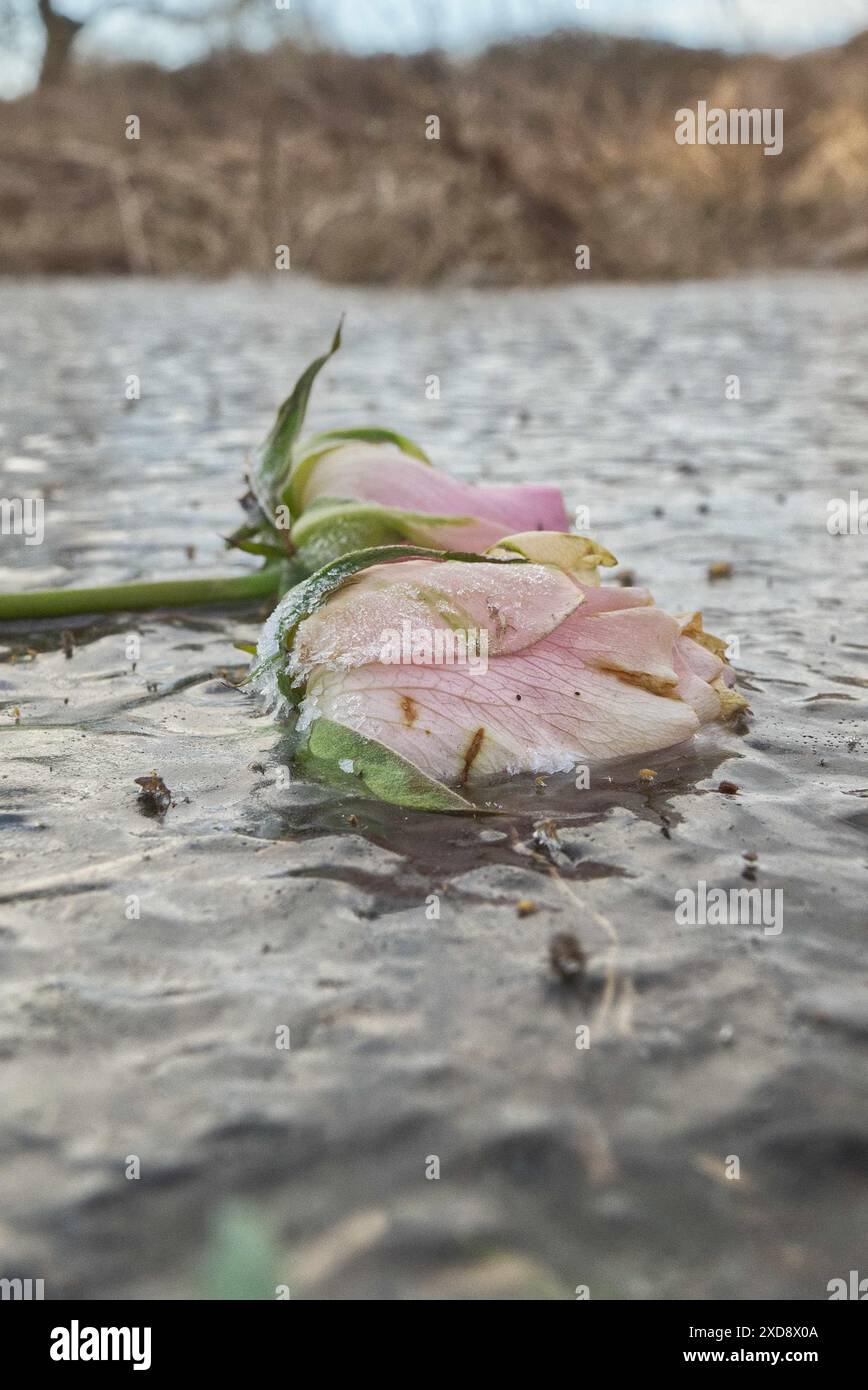 2 pale pink white roses frozen on the surface of a pond, trapped in ice ...