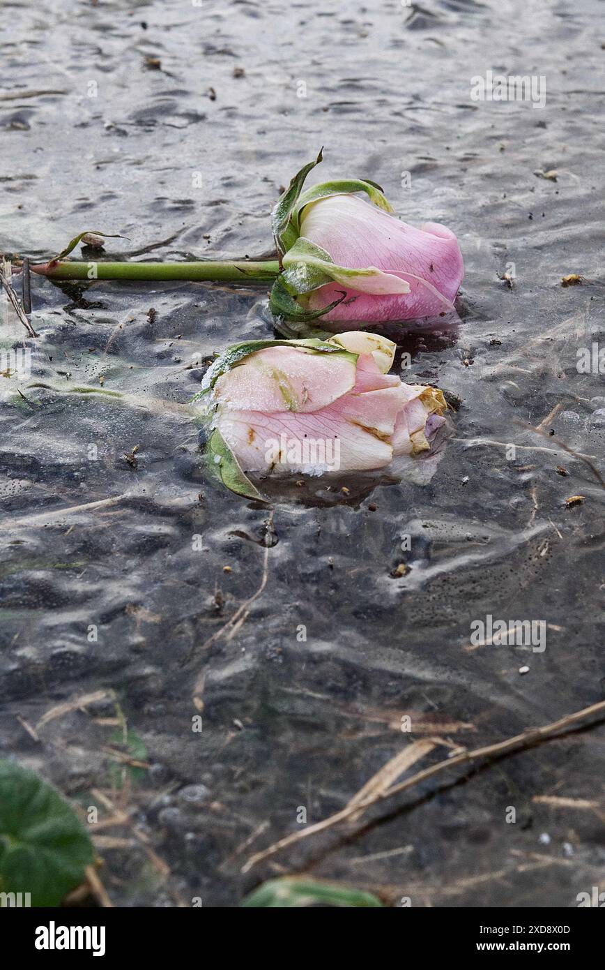 2 pale pink white roses frozen on the surface of a pond, trapped in ice ...