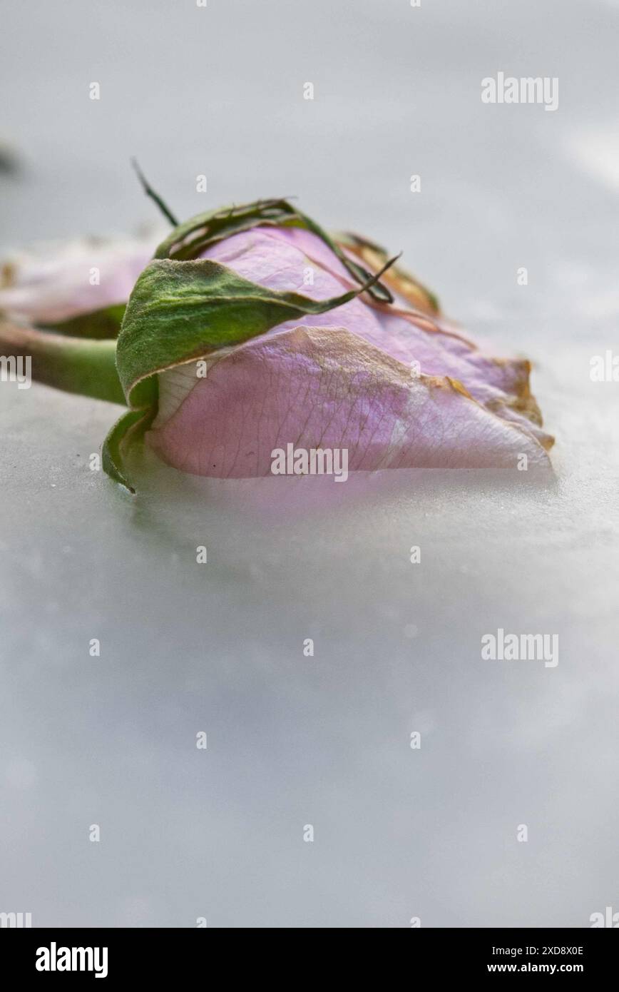A pink and white rose trapped in ice half hidden Stock Photo - Alamy