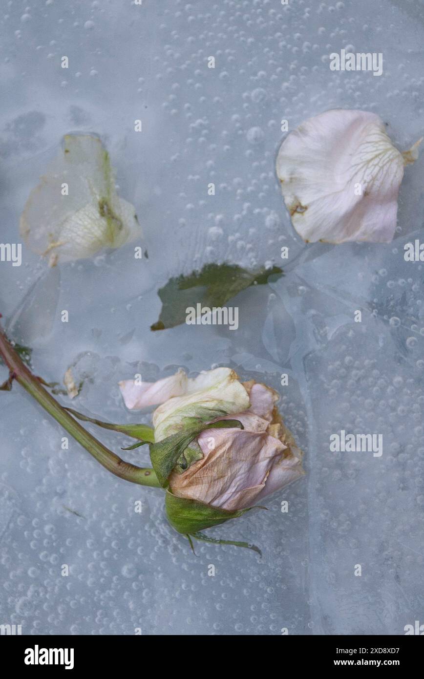 Pale pink rose frozen and trapped in ice Stock Photo - Alamy