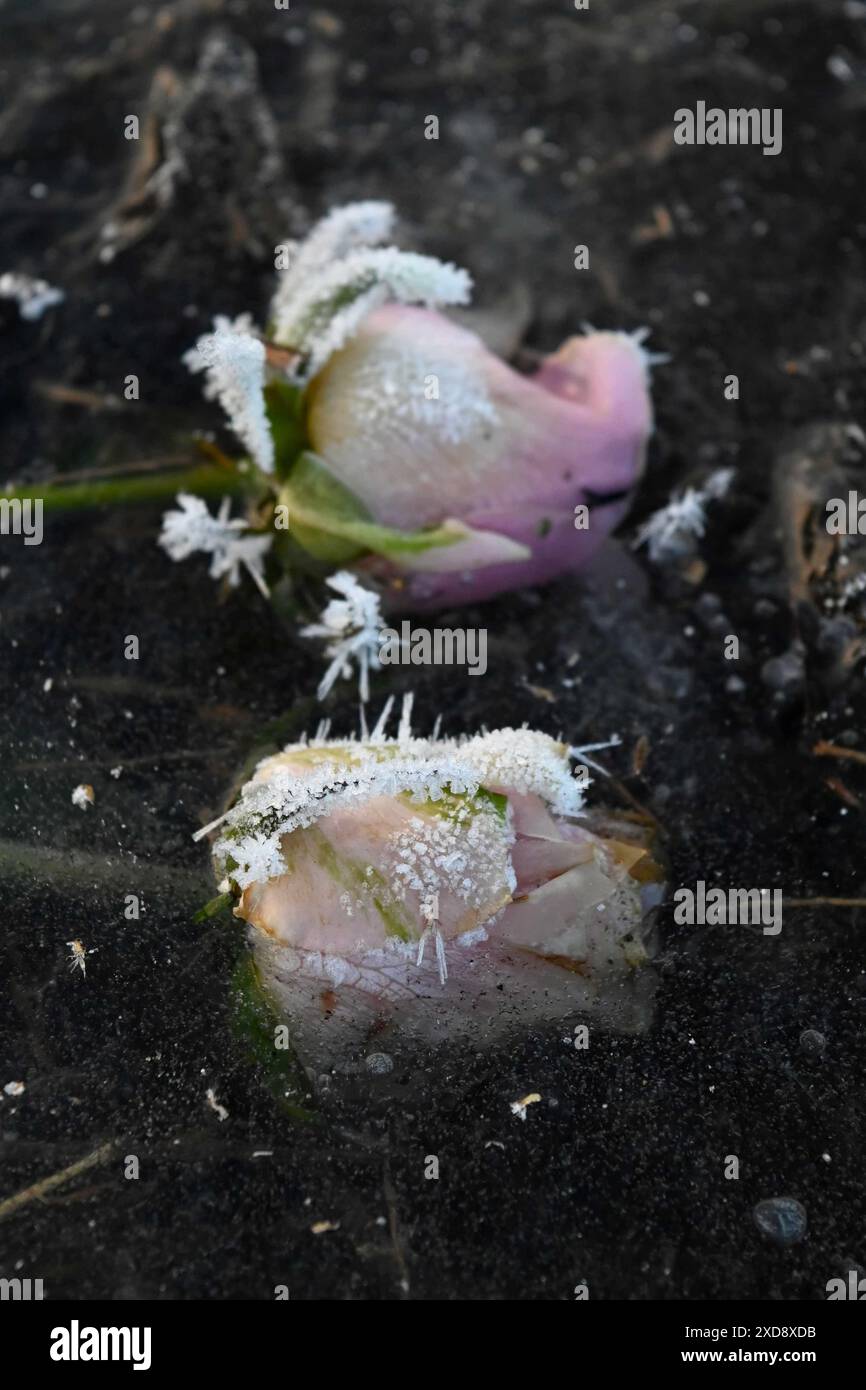 2 pale pink white roses frozen on the surface of a pond, trapped in ice ...