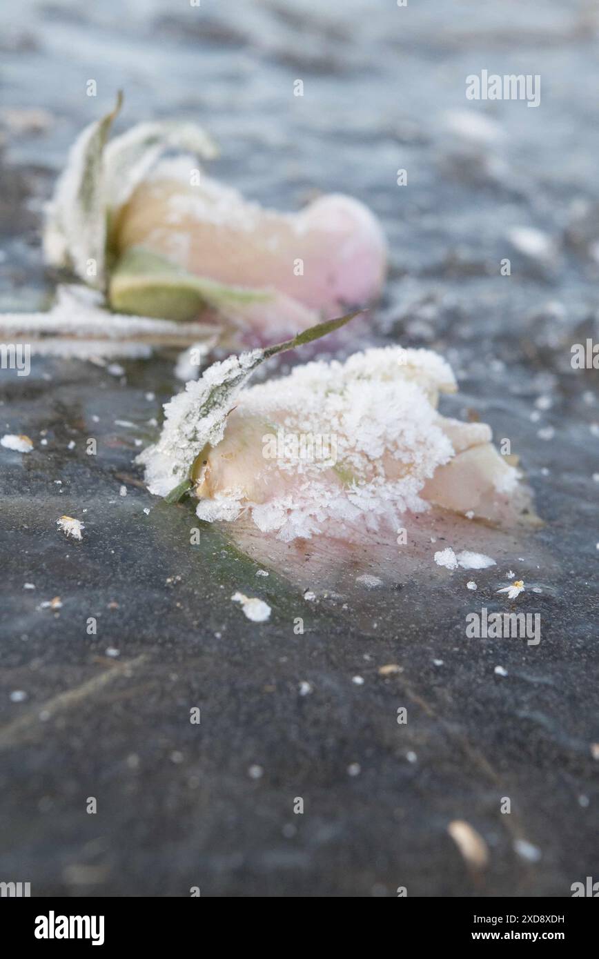 2 pale pink white roses frozen on the surface of a pond, trapped in ice ...