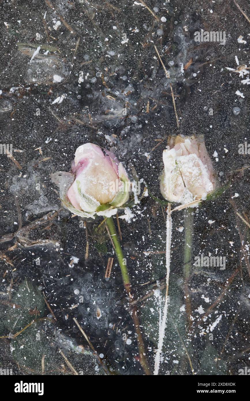2 pale pink white roses frozen on the surface of a pond, trapped in ice ...