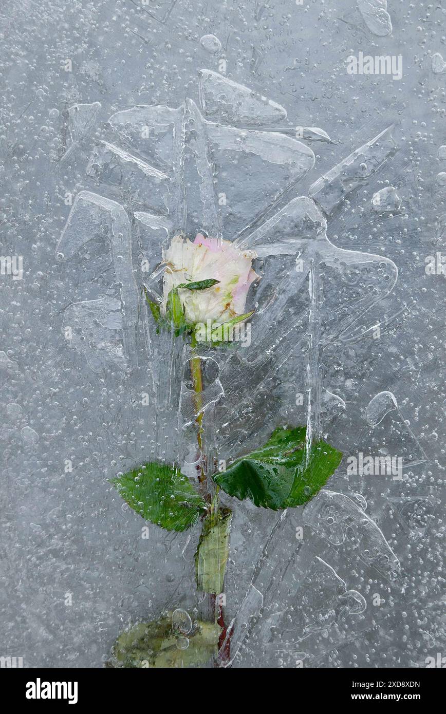 Pale pink rose frozen and trapped in ice Stock Photo - Alamy