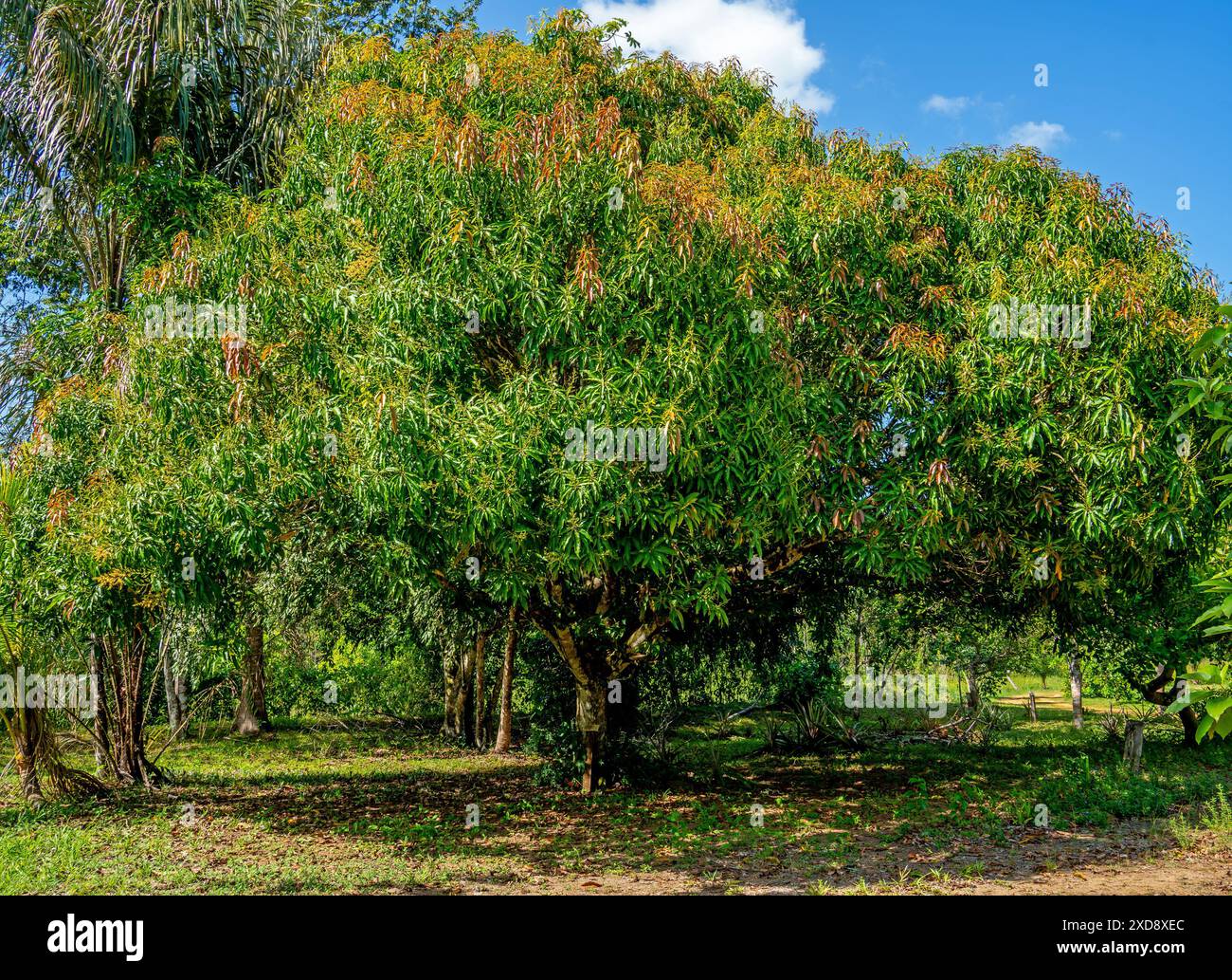 Mango tree mangoes growing plant hi-res stock photography and images ...