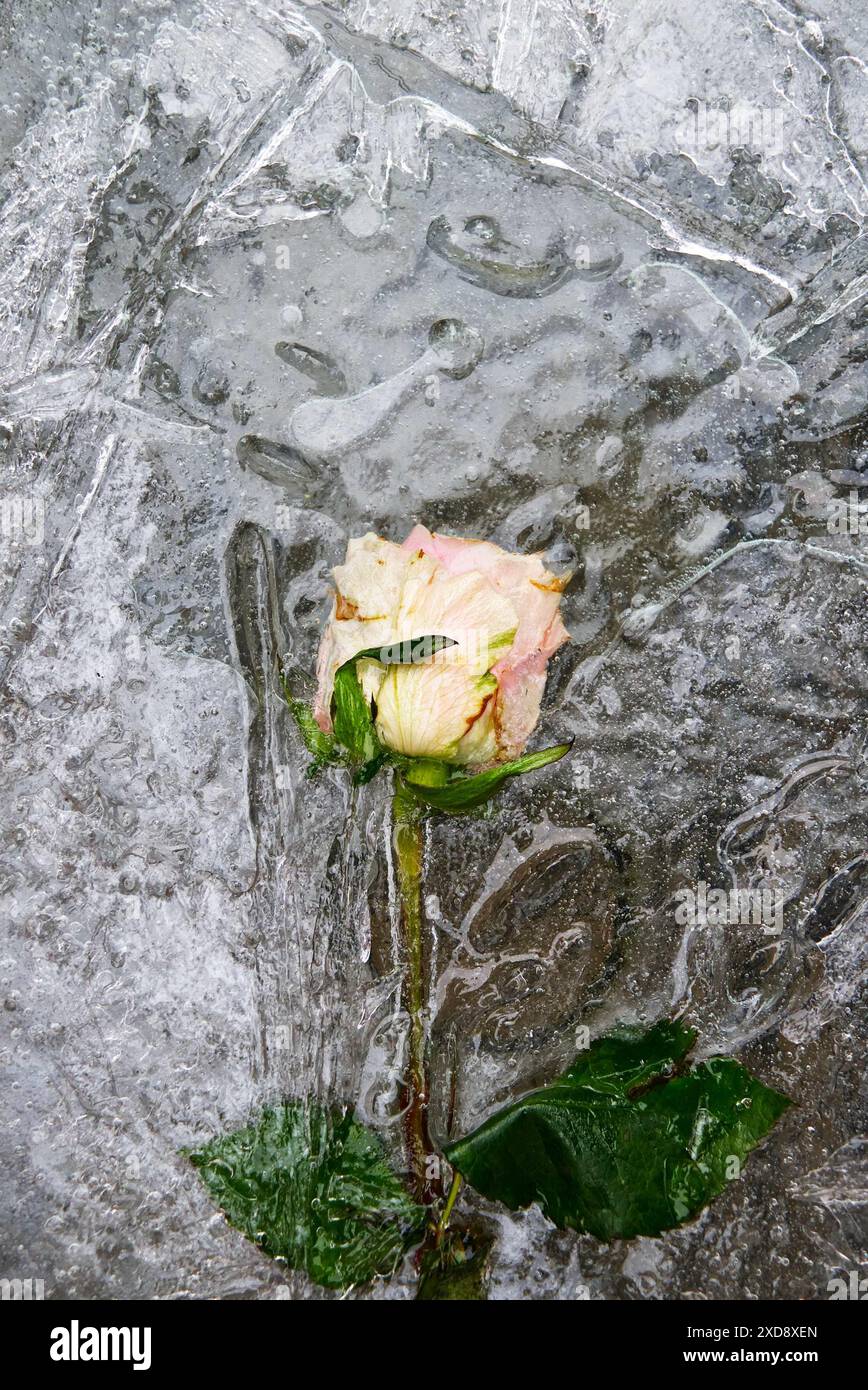 Pale pink rose frozen and trapped in ice Stock Photo - Alamy