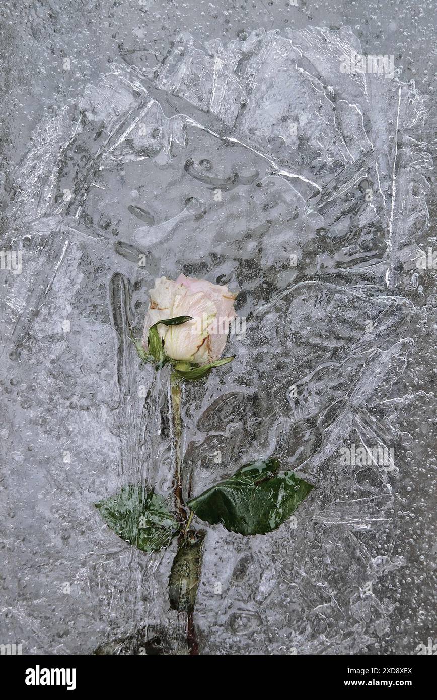 Pale pink rose frozen and trapped in ice Stock Photo - Alamy