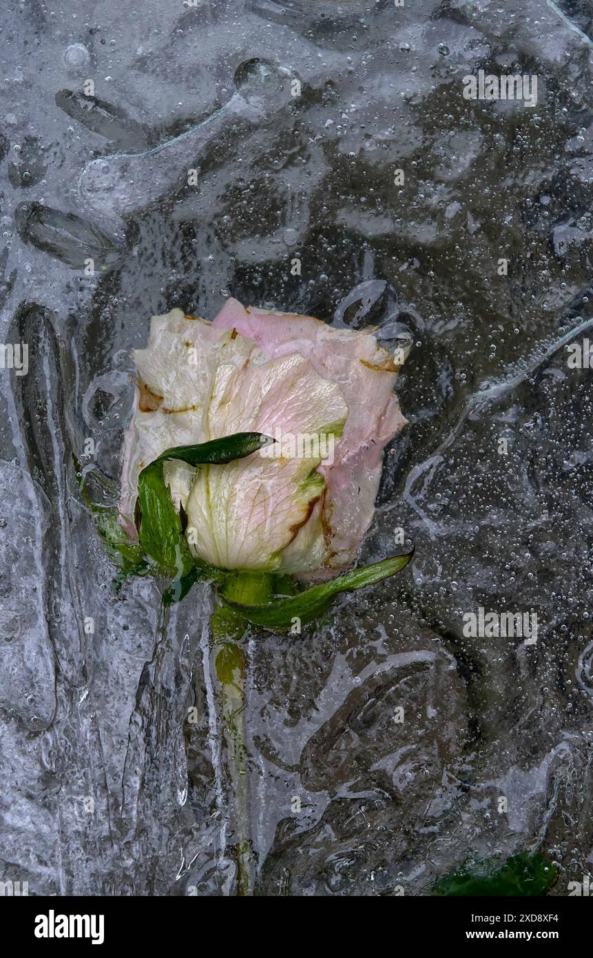 Pale pink rose frozen and trapped in ice Stock Photo - Alamy