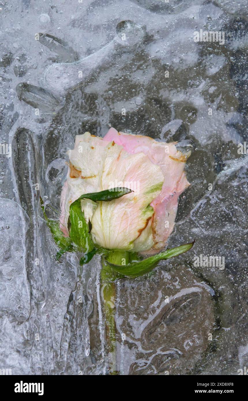 Pale pink rose frozen and trapped in ice Stock Photo - Alamy