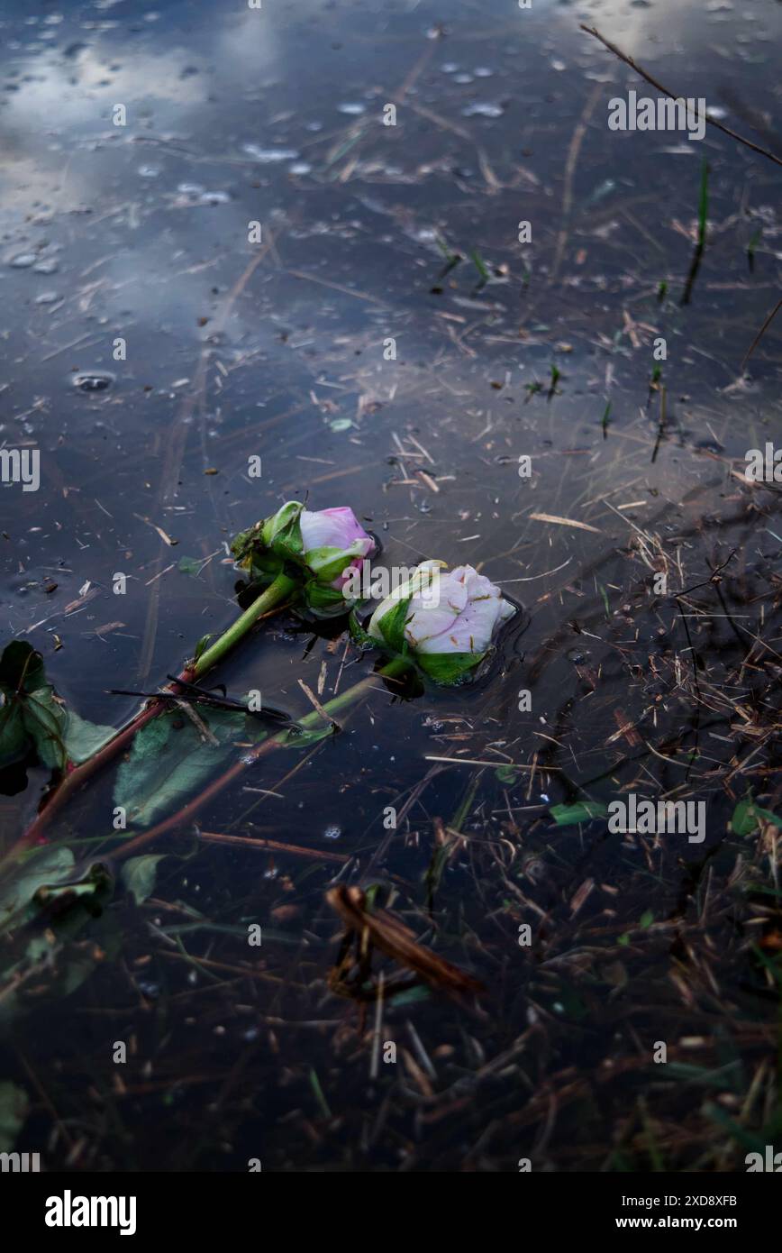 2 pale pink white roses frozen on the surface of a pond, trapped in ice ...