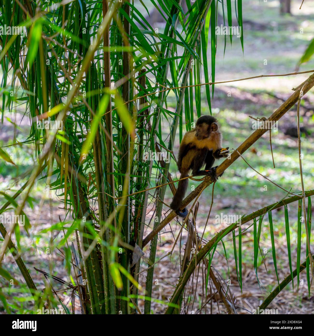 Close up of a Brown capuchin monkey (Sapajus apella Stock Photo - Alamy