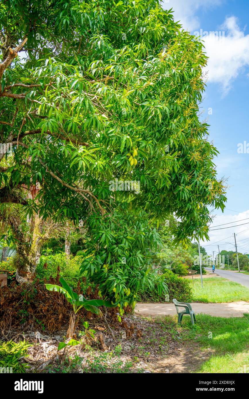 Close up of a Mango tree (Mangifera indica Stock Photo - Alamy