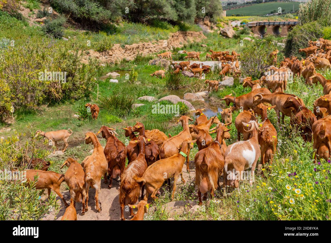 Granada, Spain: April 19, 2024: Goats in a farm in Andalucia, Granada ...