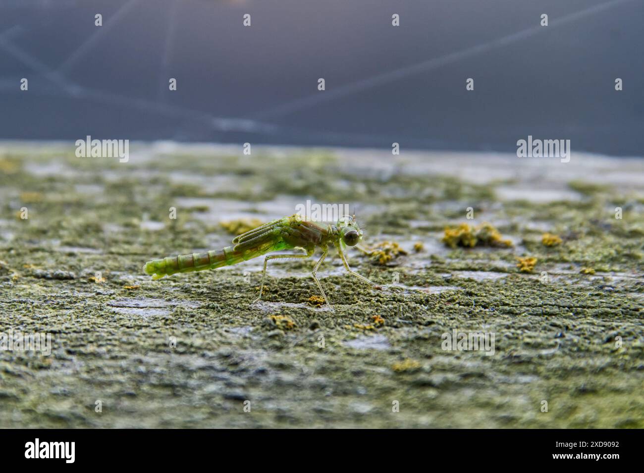 Damsel fly just emerging from the larva or nymph stage to adult. Body ...