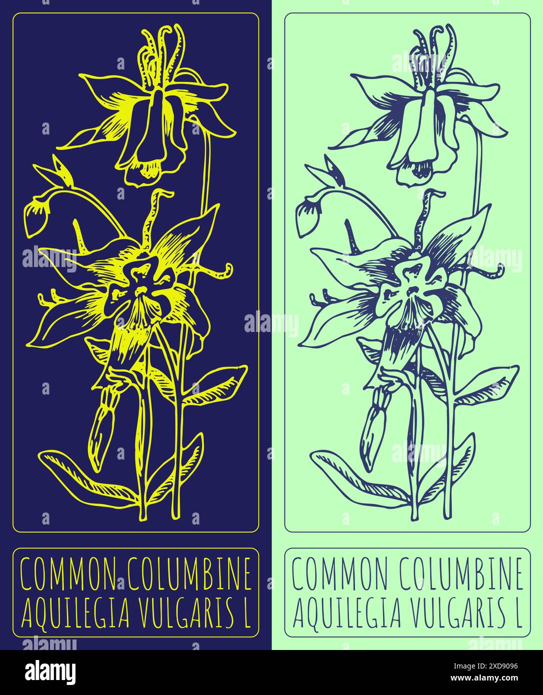 Vector drawing COMMON COLUMBINE. Hand drawn illustration. The Latin ...