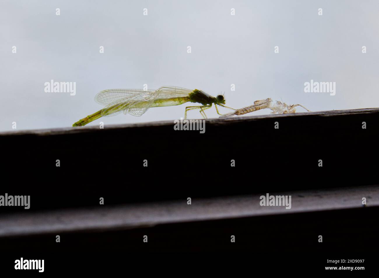 Damsel fly just emerging from the larva or nymph stage to adult ...