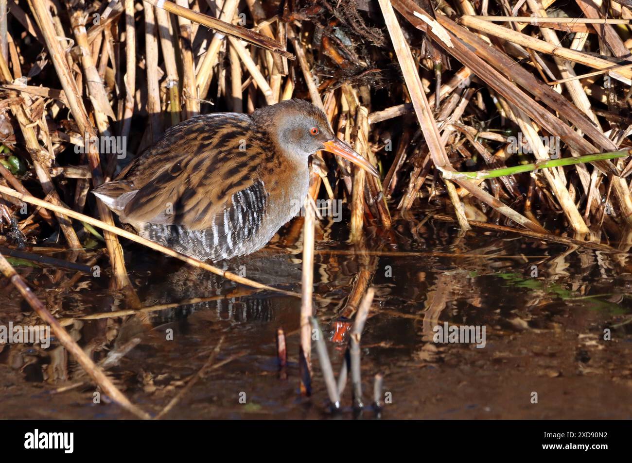 Eurasian Water rail (Rallus aquaticus Stock Photo - Alamy