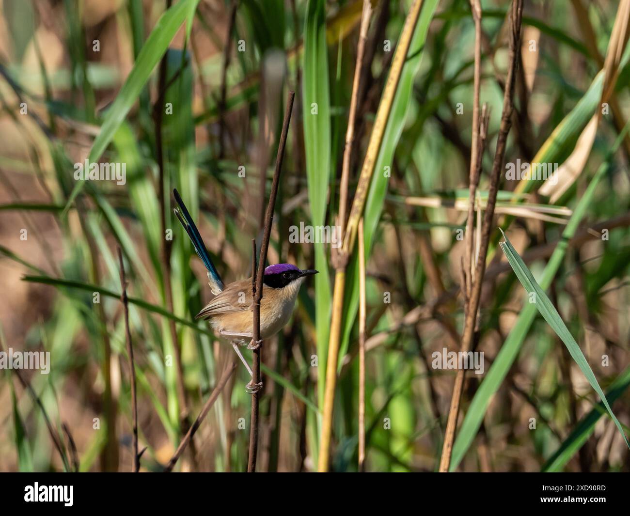 Purple-crowned Fairywren, Malurus coronatus, stunning endemic bird in ...